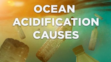 Impacts of Ocean Acidification on Marine & Humans life | Earth Reminder