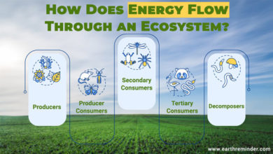 How Does Energy Flow Through an Ecosystem? | Earth Reminder