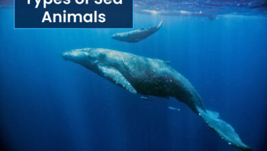 Types of sea animals Archives - Earth Reminder