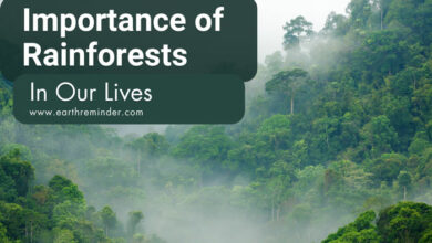 Why Is Solar Energy Better for The Future? - Earth Reminder