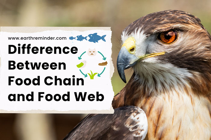 15 Difference Between Food Chain and Food Web