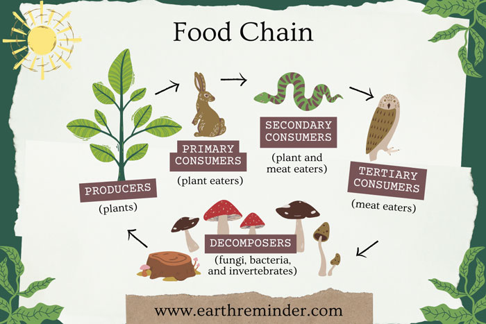 15 Difference Between Food Chain and Food Web