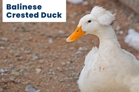 18 Types of Domestic Ducks With Pictures | Earth Reminder