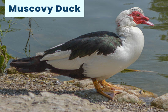 18 Types of Domestic Ducks With Pictures | Earth Reminder