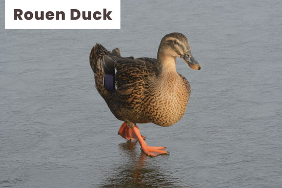 18 Types of Domestic Ducks With Pictures | Earth Reminder