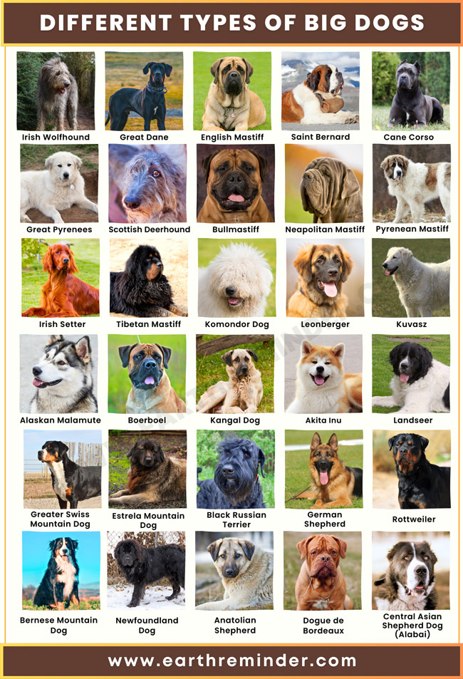 30 Different Types of Big Dogs With Pictures and Traits