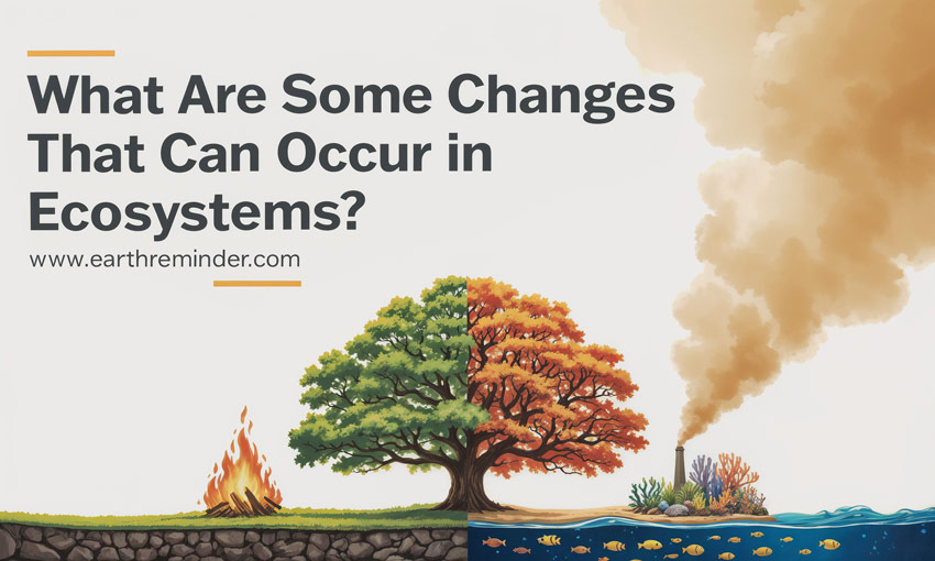 What Are Some Changes That Can Occur in Ecosystems?