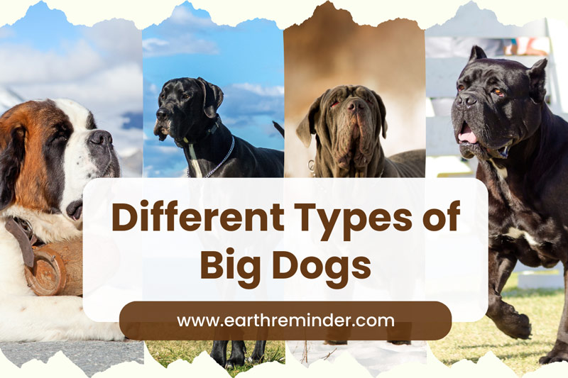 30 Different Types of Big Dogs With Pictures and Traits