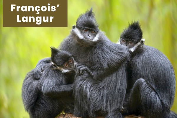 20 Different Types of Monkeys In the World with Pictures and Facts
