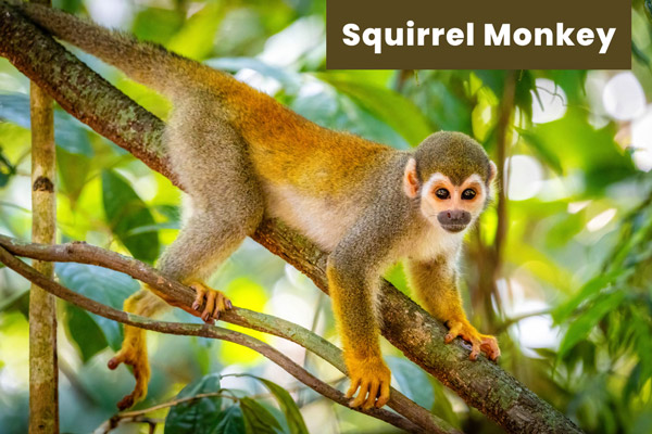 20 Different Types of Monkeys In the World with Pictures and Facts