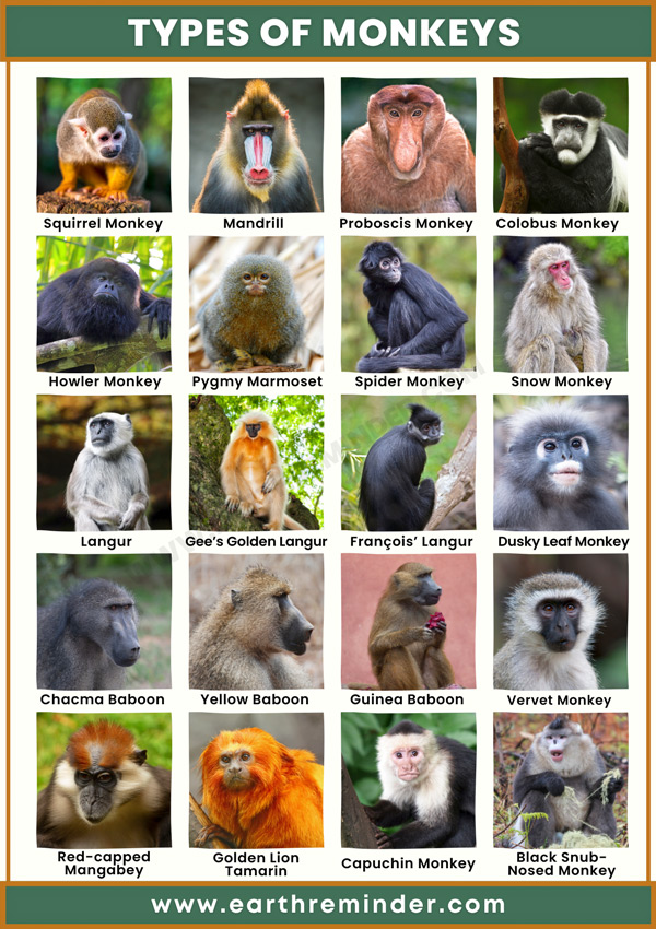 20 Different Types of Monkeys In the World with Pictures and Facts