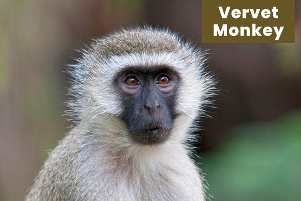 20 Different Types of Monkeys In the World with Pictures and Facts